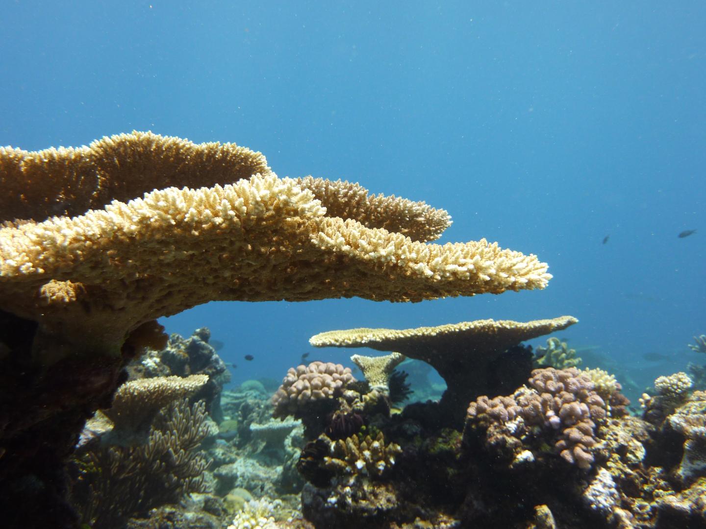 A glimmer of hope for corals as baby reef bui | EurekAlert!