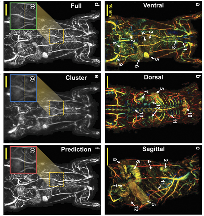 Figure1 [IMAGE] | EurekAlert! Science News Releases