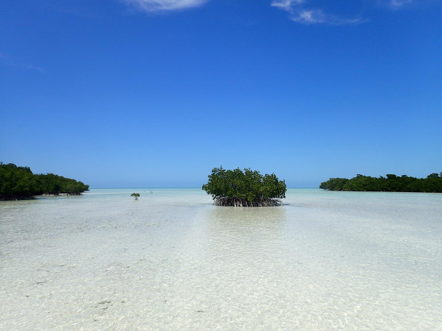 Revealed from Ancient Sediment: Mangrove Tole | EurekAlert!