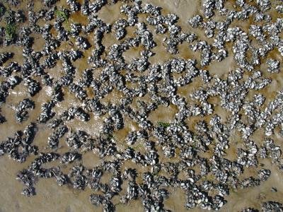 How Mussels Got Their Moves (1 of 3) | EurekAlert!