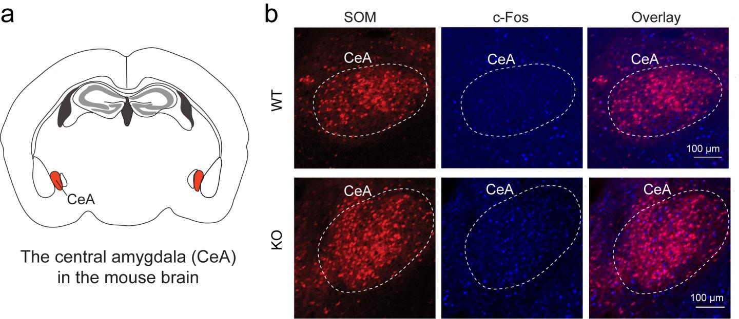 Scientists show how brain circuit generates a | EurekAlert!