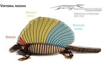 Edaphosaurus Fossils [IMAGE] | EurekAlert! Science News Releases