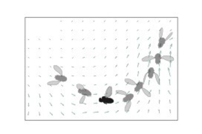 global motion pattern - fly [IMAGE] | EurekAlert! Science News Releases