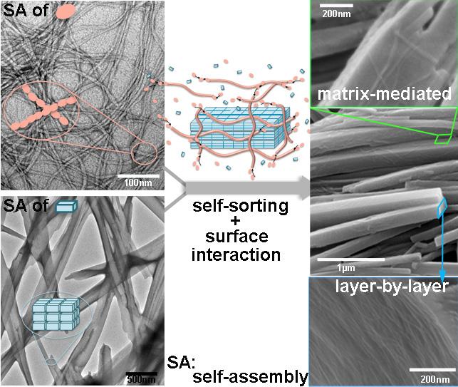 Molecular "Bricks" and "Scaffo [IMAGE] | EurekAlert! Science News Releases