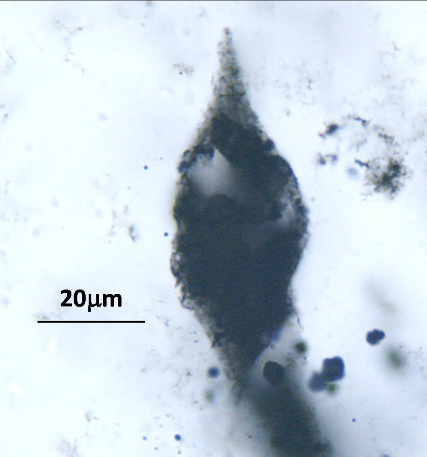 Single Fossil [IMAGE] | EurekAlert! Science News Releases