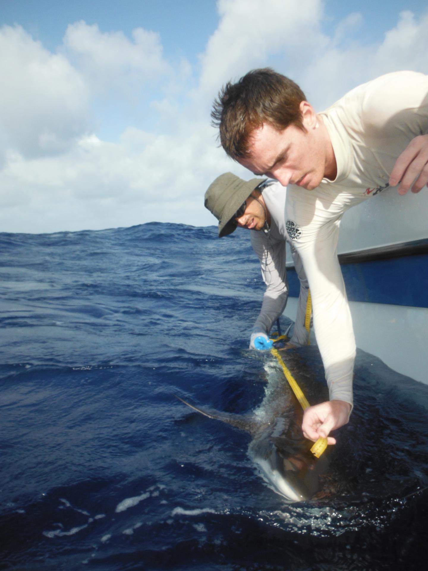 Shark Measurement [IMAGE] | EurekAlert! Science News Releases