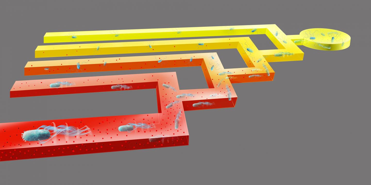 T-maze [IMAGE] | EurekAlert! Science News Releases