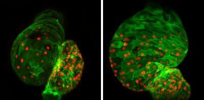 Cardiac Development out of Con [IMAGE] | EurekAlert! Science News Releases