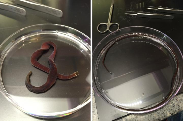 Nemertean Worm [IMAGE] | EurekAlert! Science News Releases
