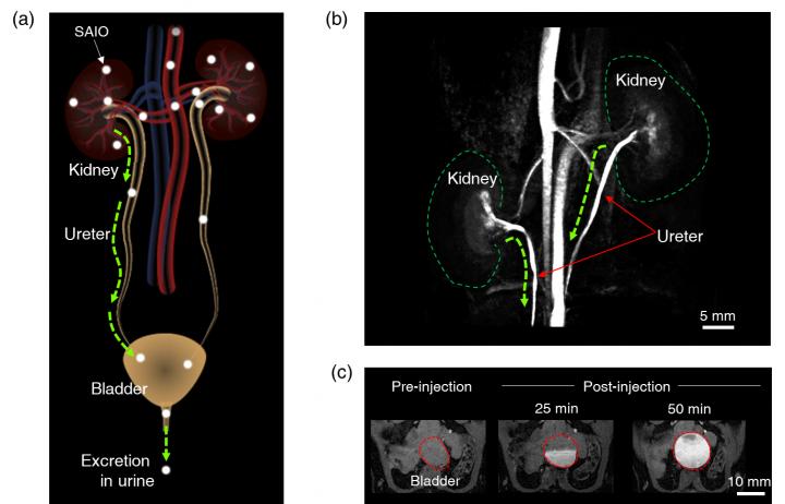 Figure 3. Excretion of SAIO [IMAGE] | EurekAlert! Science News Releases