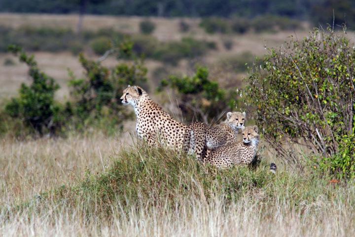 Termite Mounds Lead to 'Islands of Fertility' | EurekAlert!