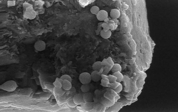 DNA Nanoparticles [IMAGE] | EurekAlert! Science News Releases