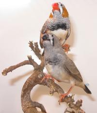 Babbling Baby Birds (5 of 5) | EurekAlert!