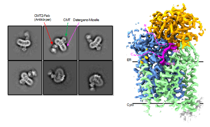 Cryo-EM reconstruction of the [IMAGE] | EurekAlert! Science News Releases