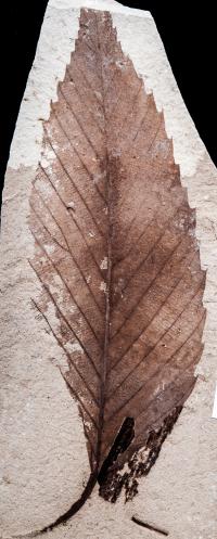 Discovery of Fossil Fagaceae in Patagonia Upe | EurekAlert!