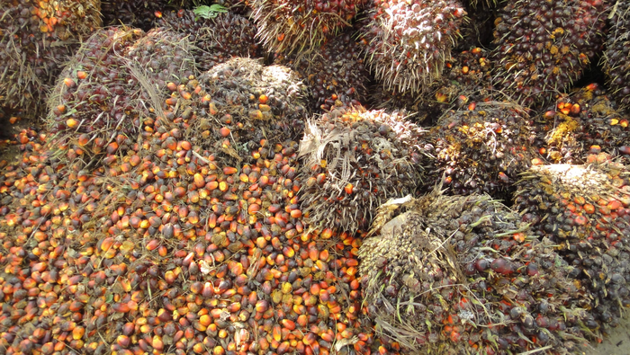 Oil Palm Fruit Bunch