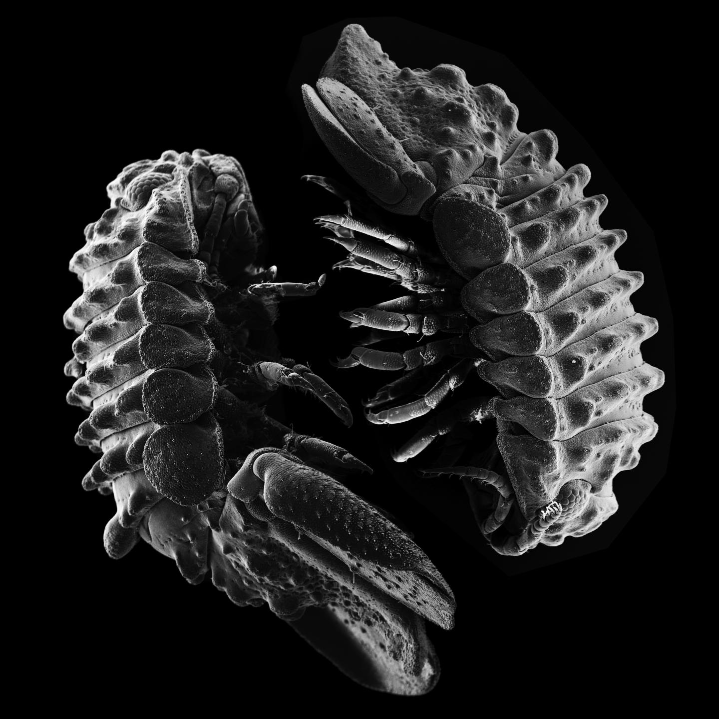 New Los Angeles Marine Pillbug [IMAGE] | EurekAlert! Science News Releases