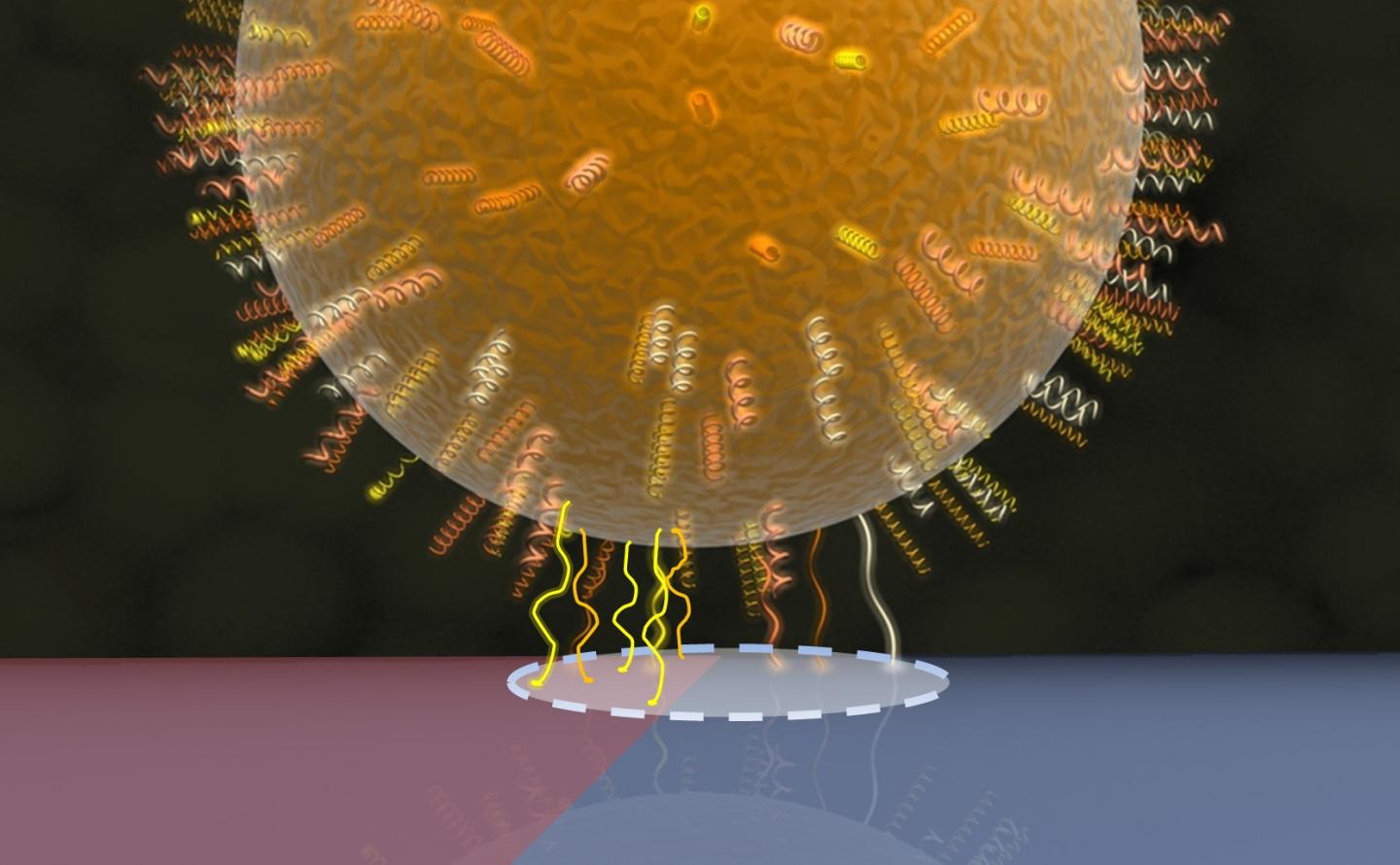 Bacteria on surfaces -- strength of adhesion | EurekAlert!