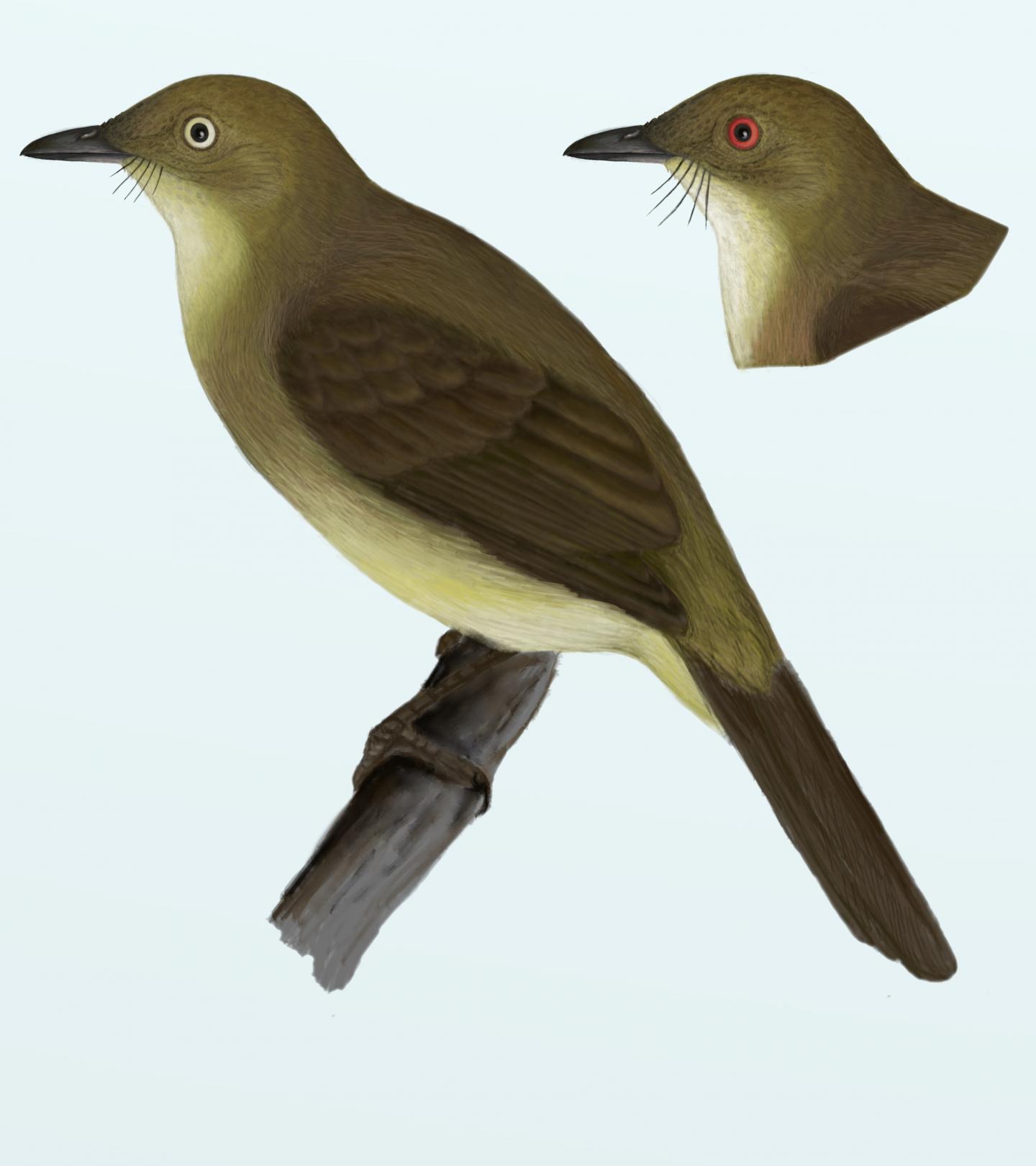 New cryptic bird species discovered | EurekAlert!