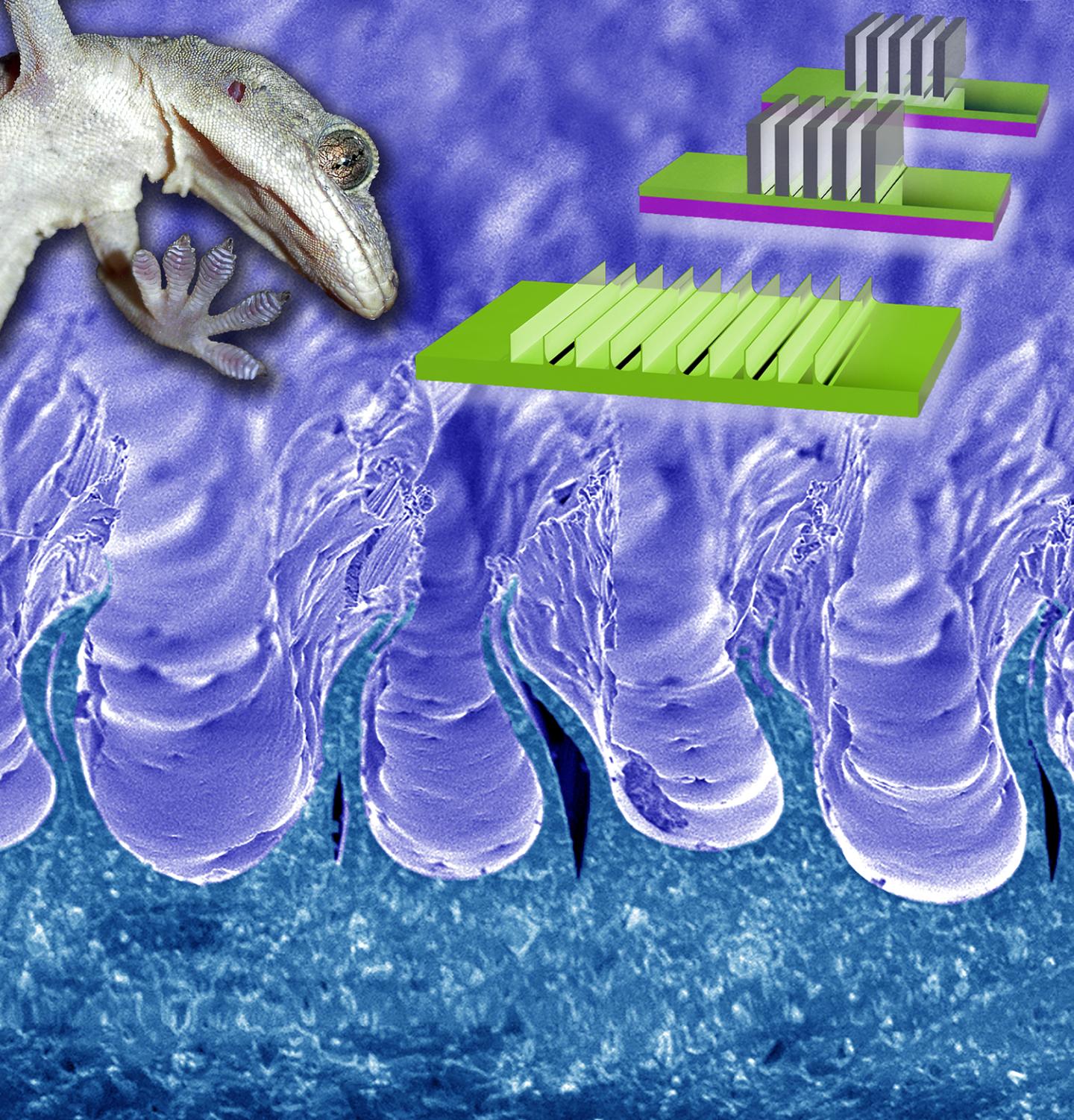 Gecko Adhesion Surface with In [IMAGE] | EurekAlert! Science News Releases