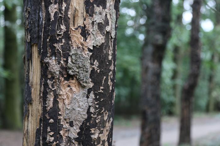 The “Sooty Bark Disease”, harmful for maples | EurekAlert!
