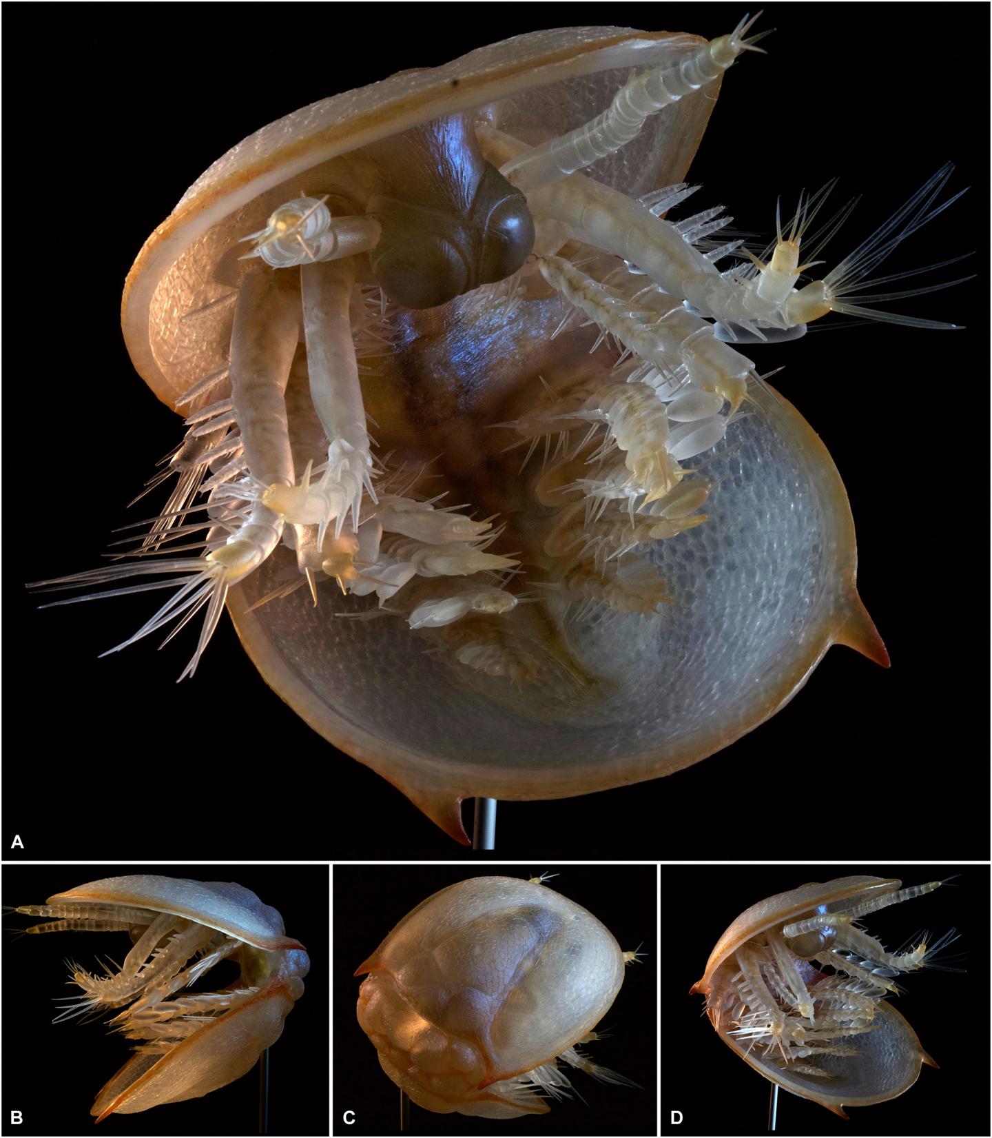 Agnostus pisiformis 2 [IMAGE] | EurekAlert! Science News Releases