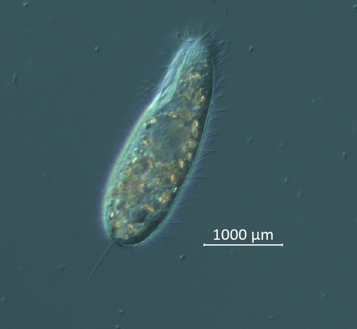 Ciliate1 CREDIT Mya Breitbart [IMAGE] | EurekAlert! Science News Releases