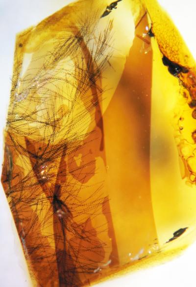 Flock of Feathers Preserved in [IMAGE] | EurekAlert! Science News Releases