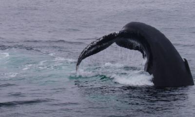 Whales Get Feeding Tips From T [IMAGE] | EurekAlert! Science News Releases