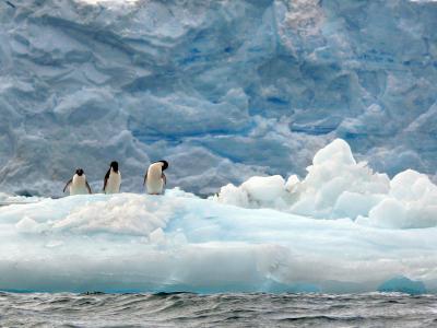 Adelie Penguins [IMAGE] | EurekAlert! Science News Releases