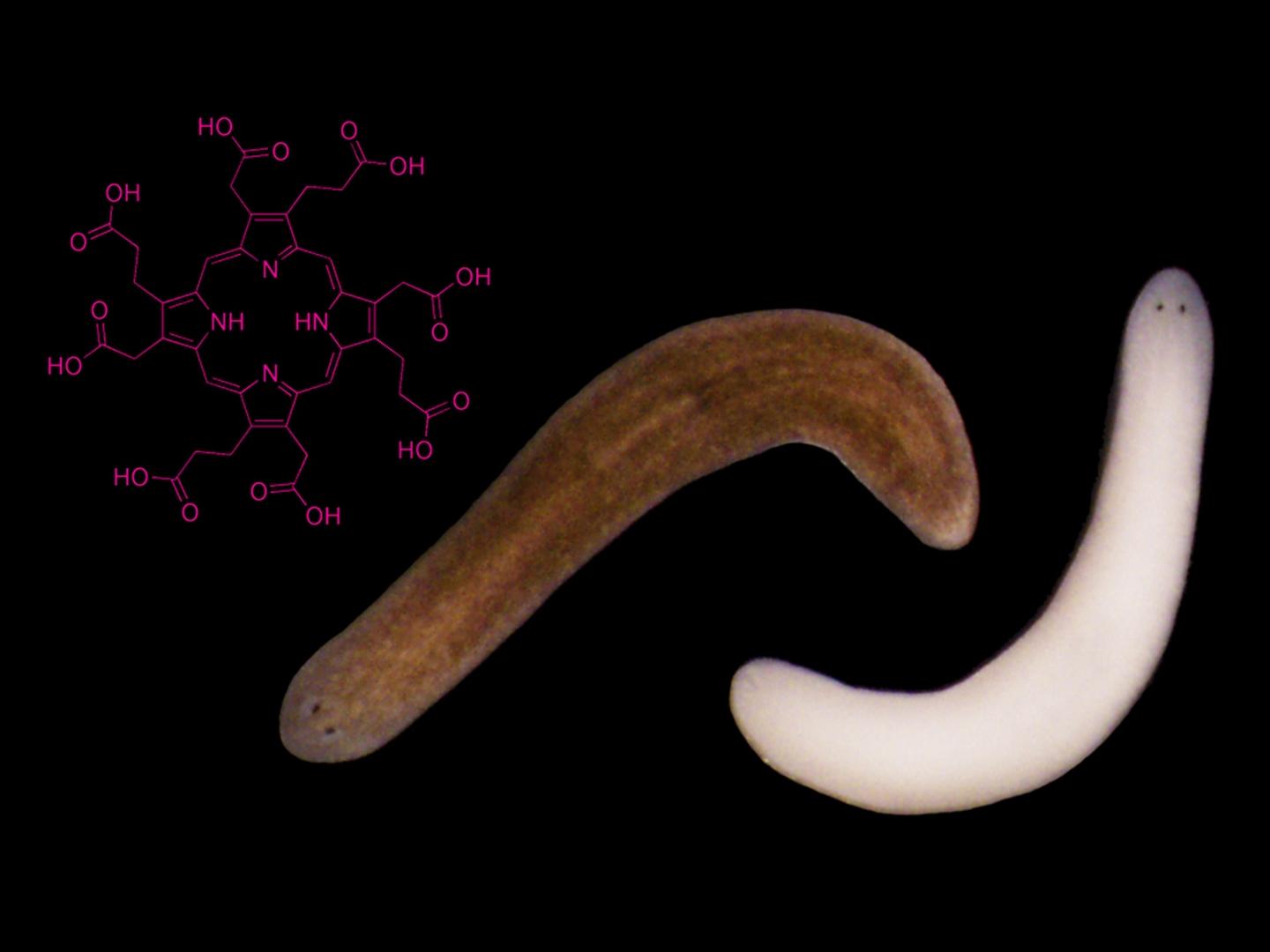 Planarian Flatworms Large [IMAGE] | EurekAlert! Science News Releases