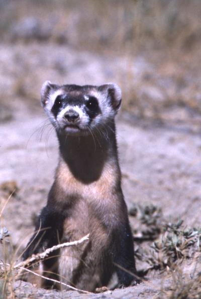 The Ferret Returns 1 (of 4) | EurekAlert!