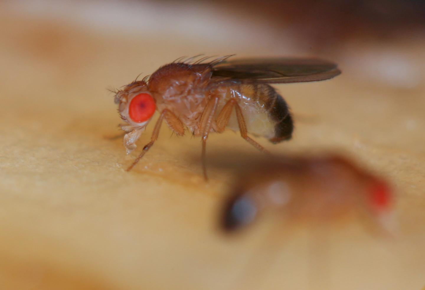 Fruit Fly [IMAGE] | EurekAlert! Science News Releases