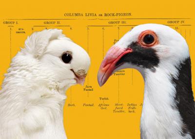 Pigeon Genome Opens Door to the Past (3 of 4) | EurekAlert!