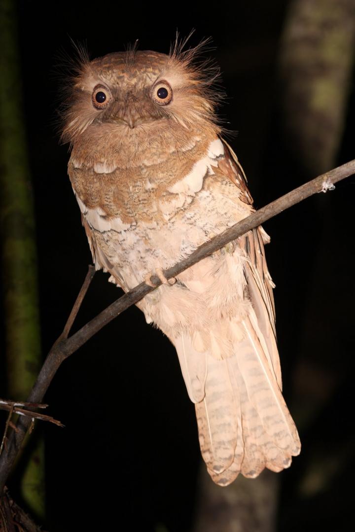 Philippine Frogmouth [IMAGE] | EurekAlert! Science News Releases