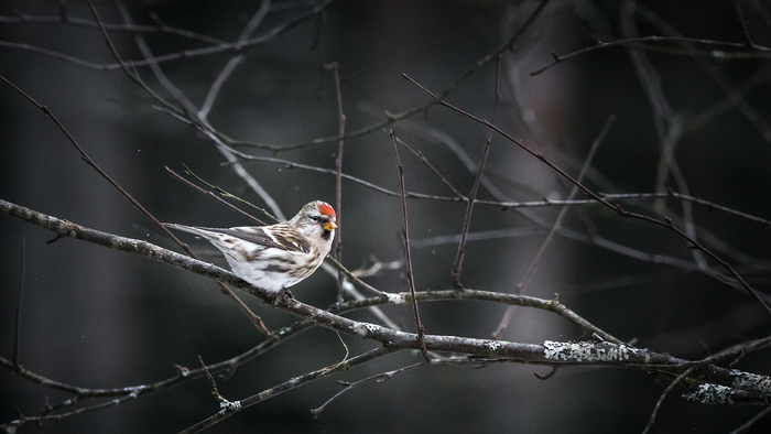 Redpoll with white body [IMAGE] | EurekAlert! Science News Releases