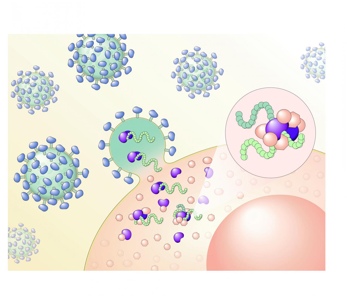 How a virus becomes chronic | EurekAlert!