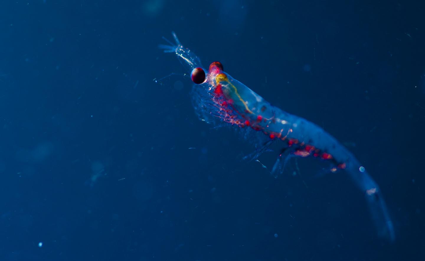 Krill [IMAGE] | EurekAlert! Science News Releases