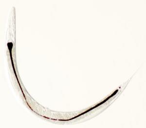 Polyglycerol coating: A breakthrough in safer | EurekAlert!