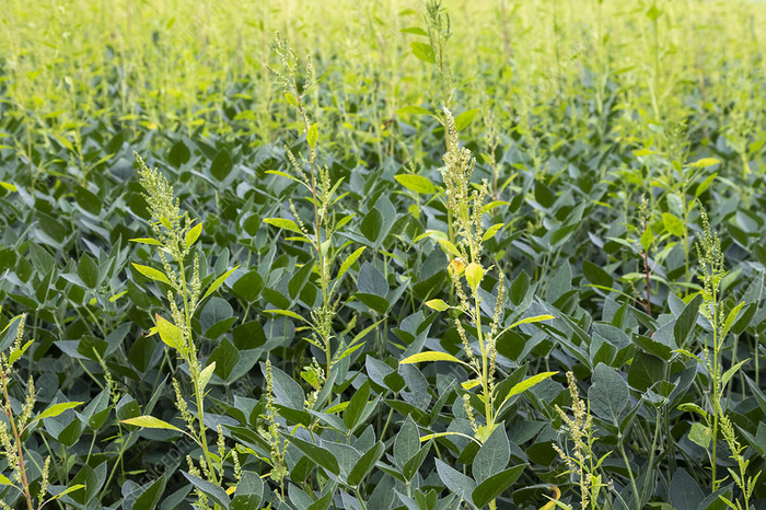 Palmer amaranth in two southern states now re | EurekAlert!