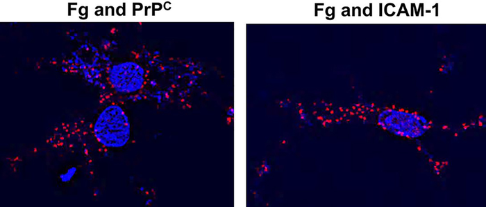Interactions of blood plasma p [IMAGE] | EurekAlert! Science News Releases