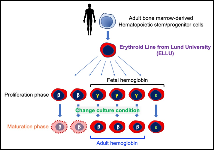 Hemoglobin patterns of Erythro [IMAGE] | EurekAlert! Science News Releases