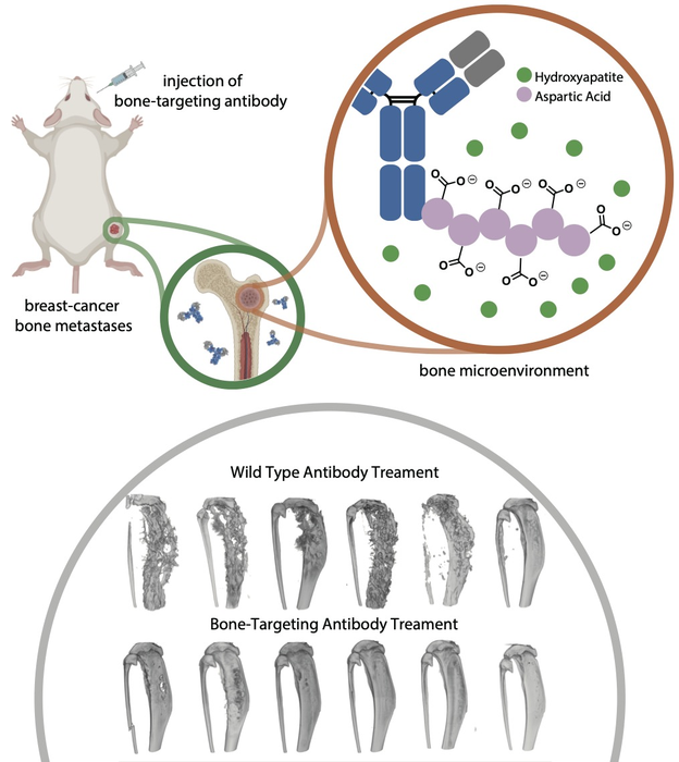 Antibody with engineered peptide targets bone | EurekAlert!