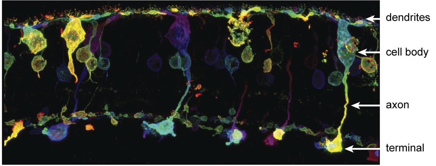 Giant Synaptic Terminals [IMAGE] | EurekAlert! Science News Releases