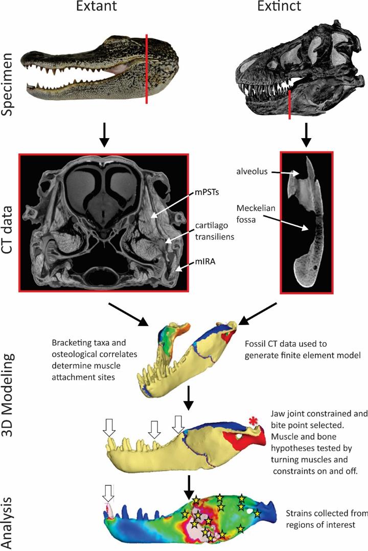 How did dinosaurs deliver bone-crushing bites | EurekAlert!