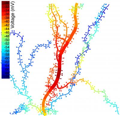 Computer Simulation Showing Co [IMAGE] | EurekAlert! Science News Releases
