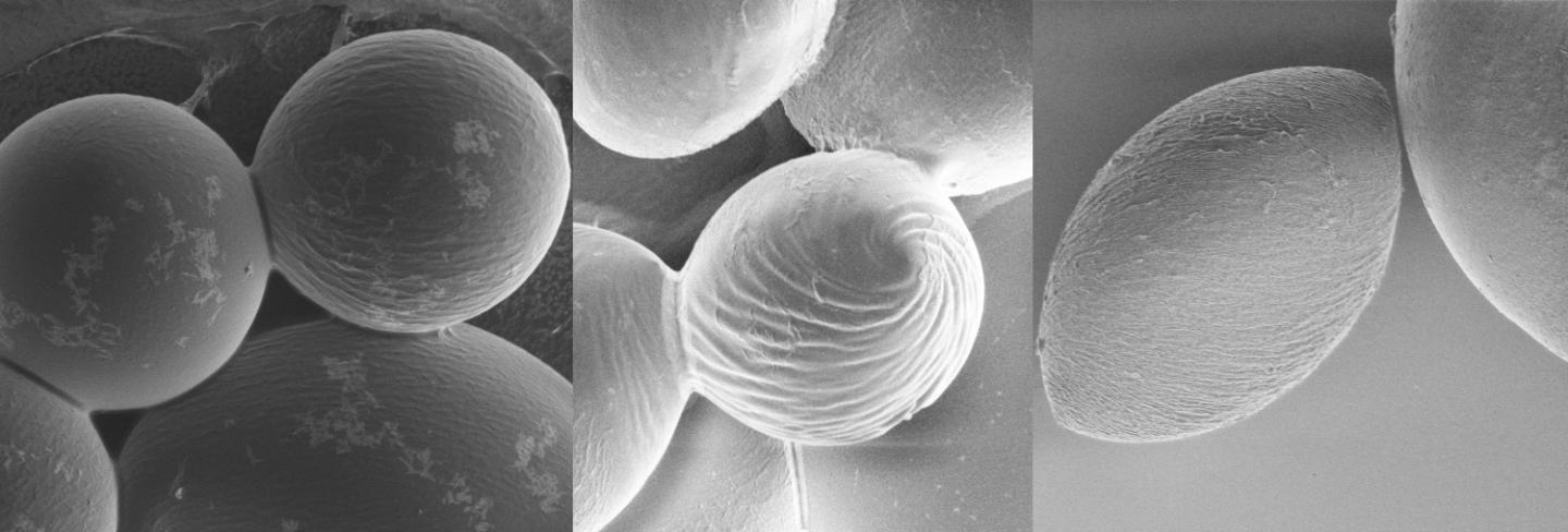 Polymer Scanning Electron Micr [IMAGE] | EurekAlert! Science News Releases