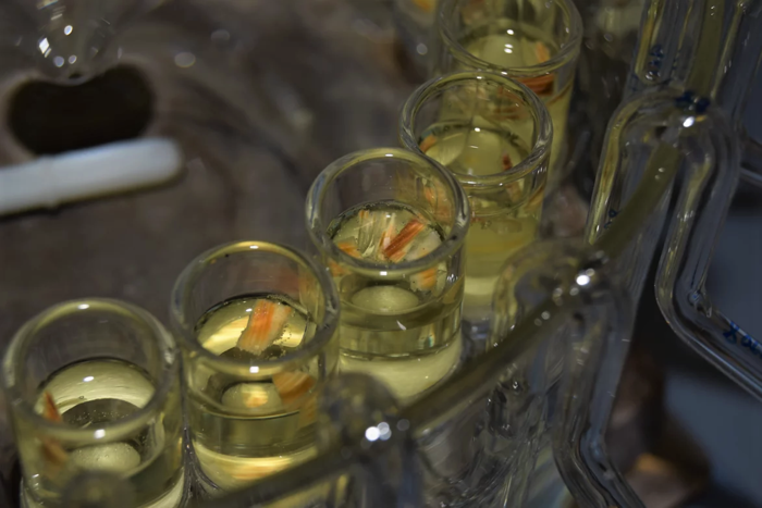 Tree ring samples in laborator [IMAGE] | EurekAlert! Science News Releases