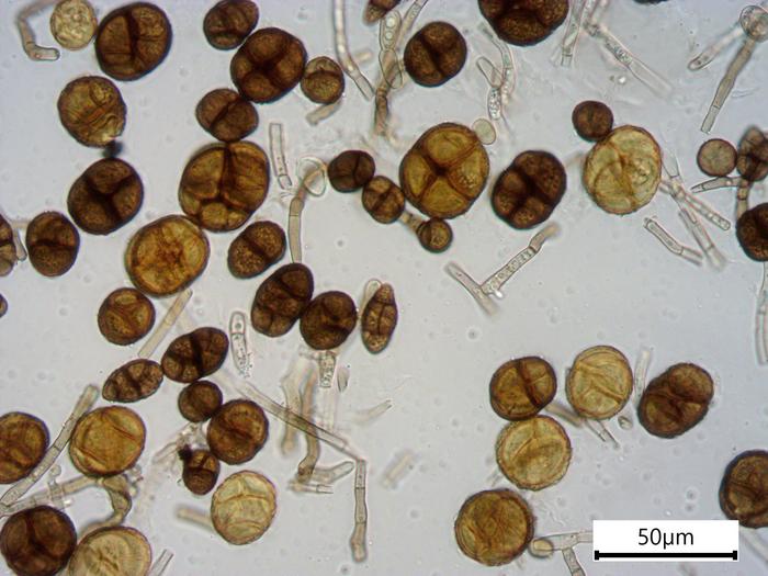Fungus culture [IMAGE] | EurekAlert! Science News Releases