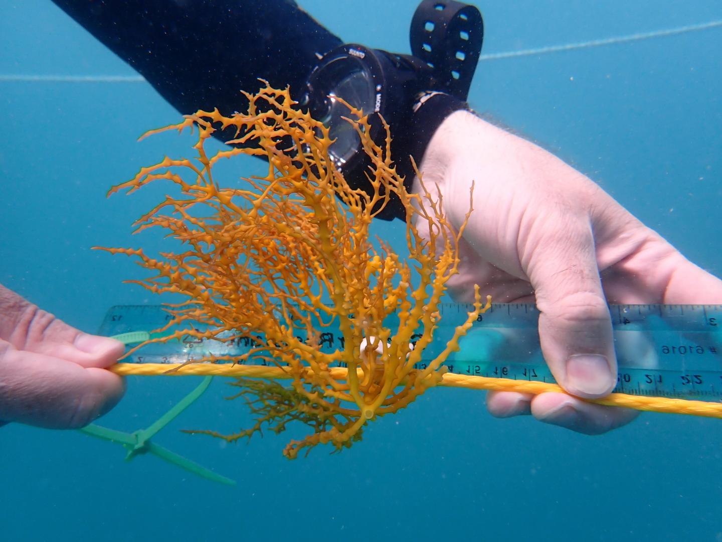 First test of tropical seaweed farming for bi | EurekAlert!
